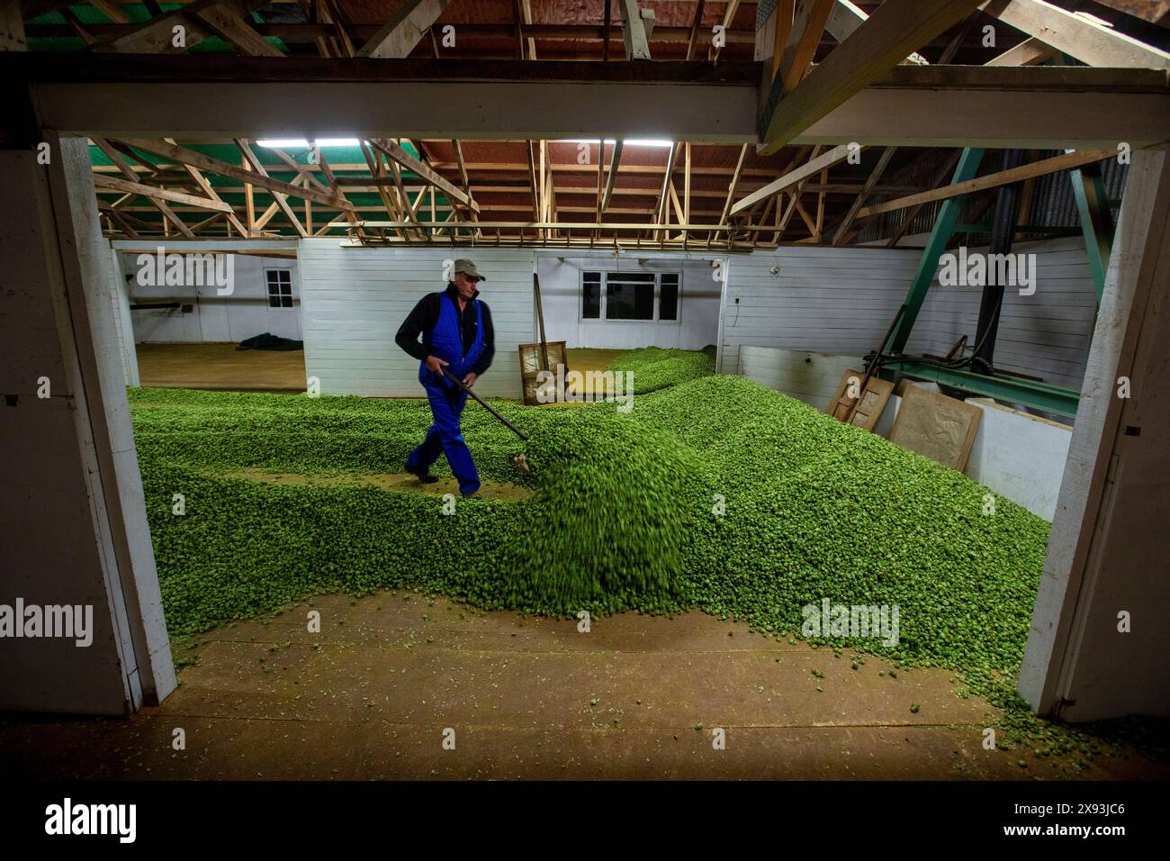 Hop harvesting hi-res stock photography and images - Alamy