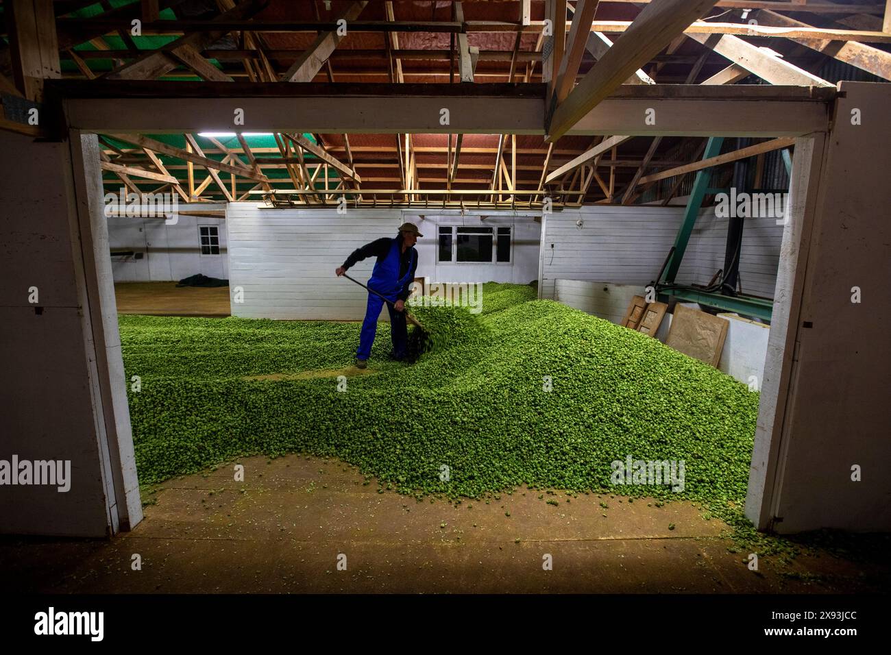 Hop harvest, Wakefield, New Zealand Stock Photo - Alamy