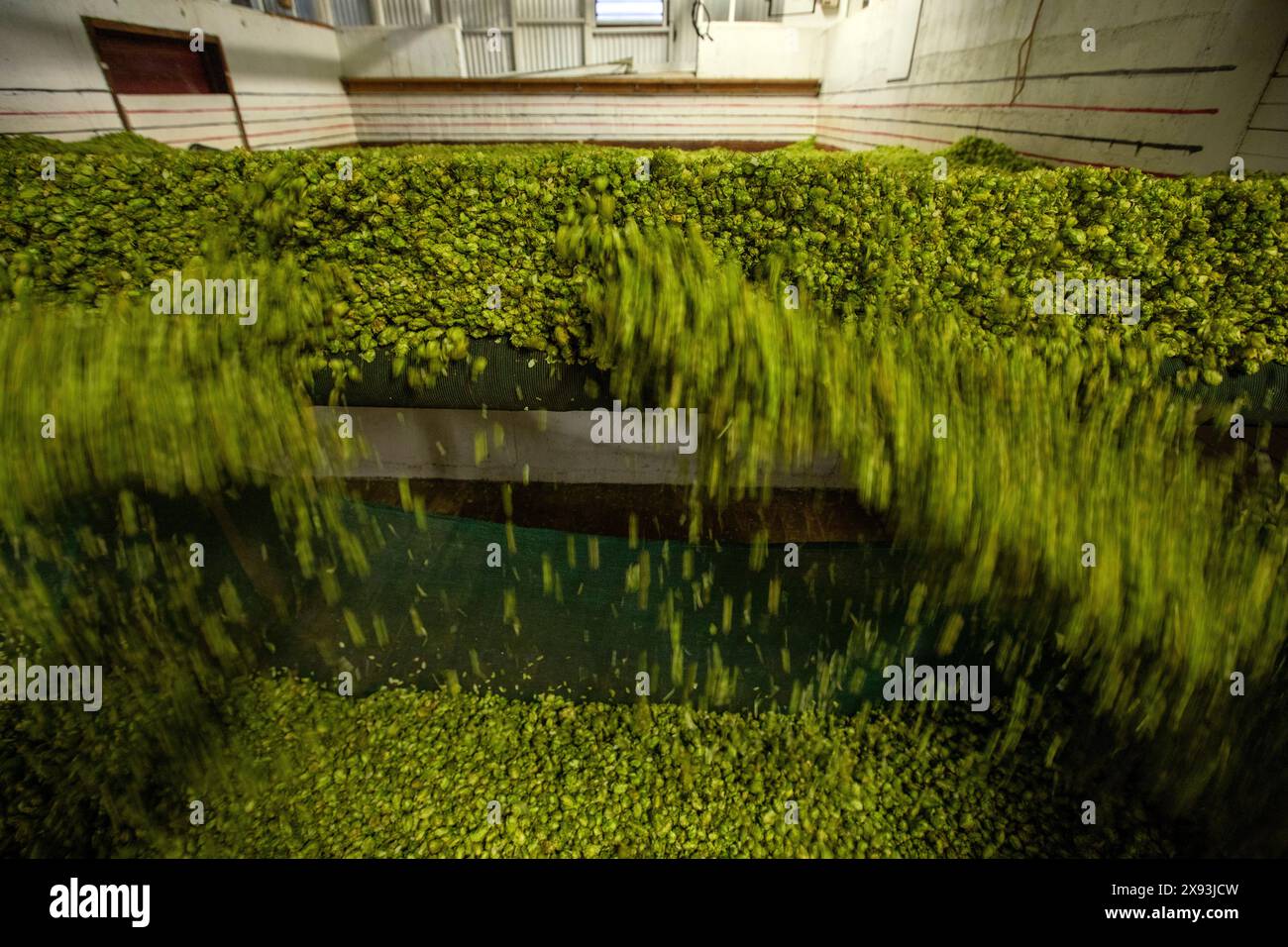 Hop harvest, Wakefield, New Zealand Stock Photo - Alamy
