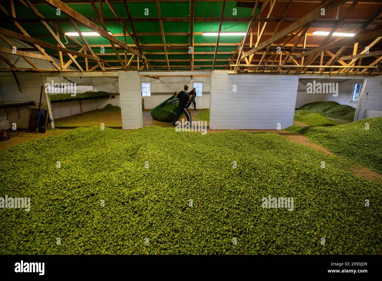 Hop harvest, Wakefield, New Zealand Stock Photo - Alamy