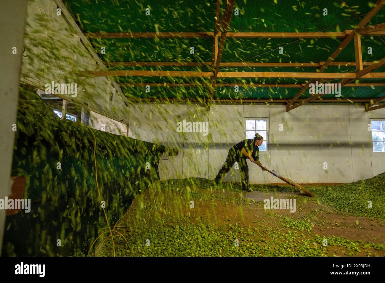 Hop harvest, Wakefield, New Zealand Stock Photo - Alamy