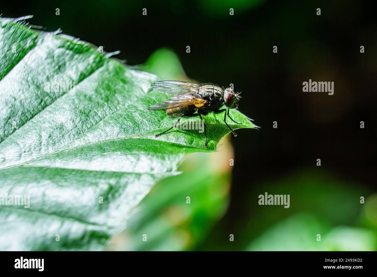 Bee Pollinating Flower Petals Stock Photo - Alamy