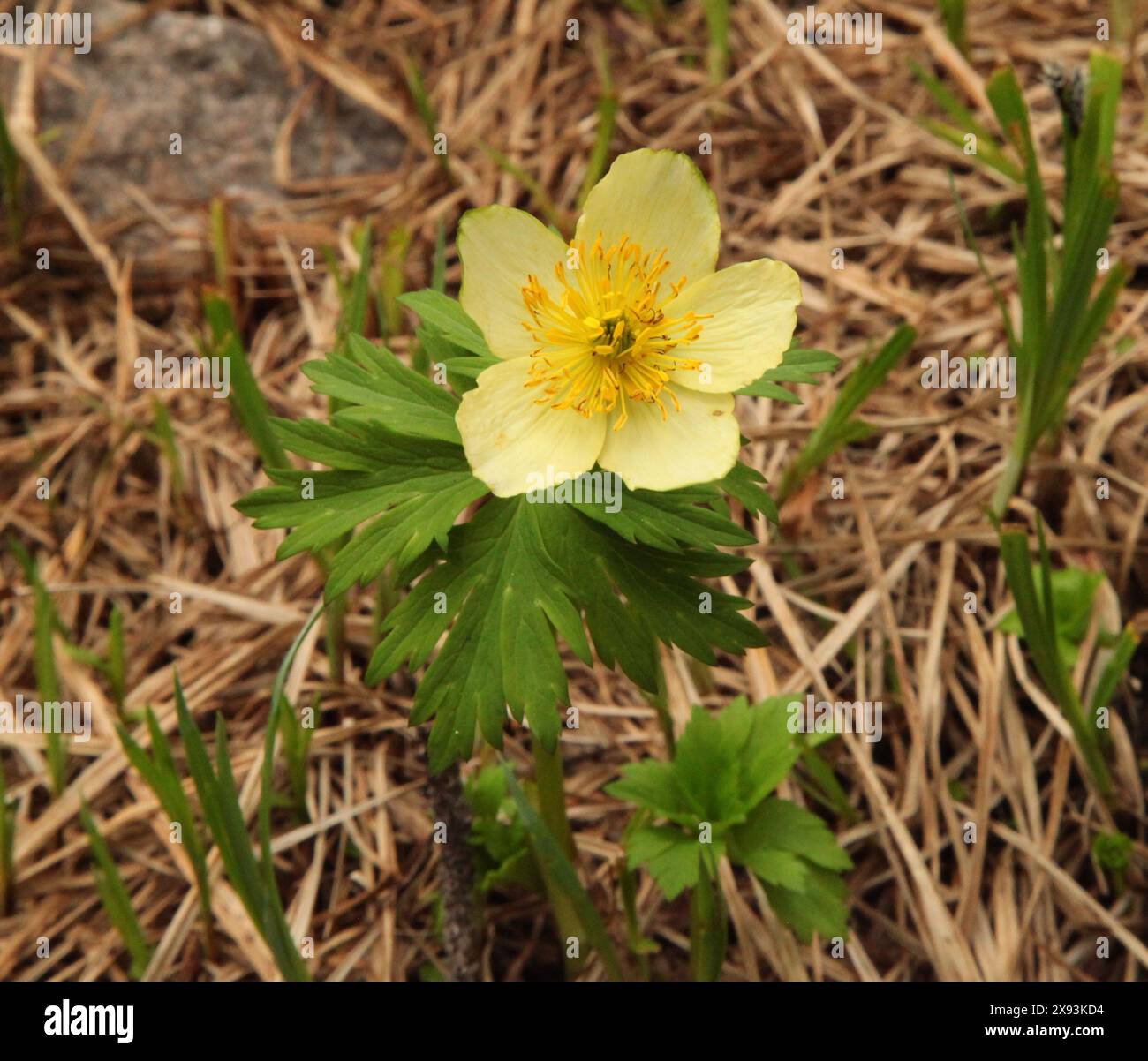Globeflower (Trollius albiflorus) yellow wildflower in Beartooth ...
