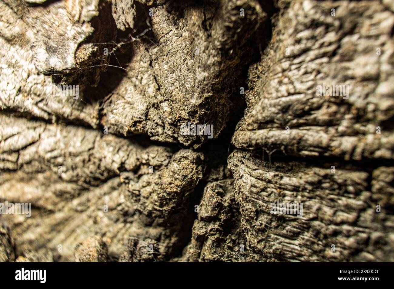 Detailed natural textures hi-res stock photography and images - Alamy