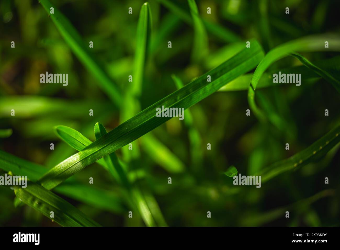 Micro close up shot grass hi-res stock photography and images - Alamy