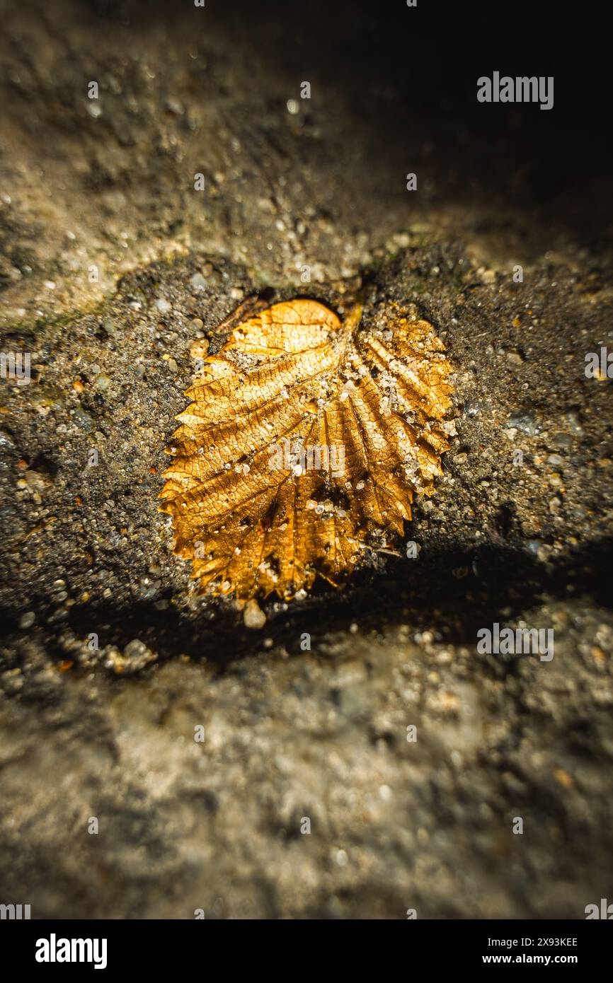 A Single Leaf Resting on the Ground Stock Photo - Alamy
