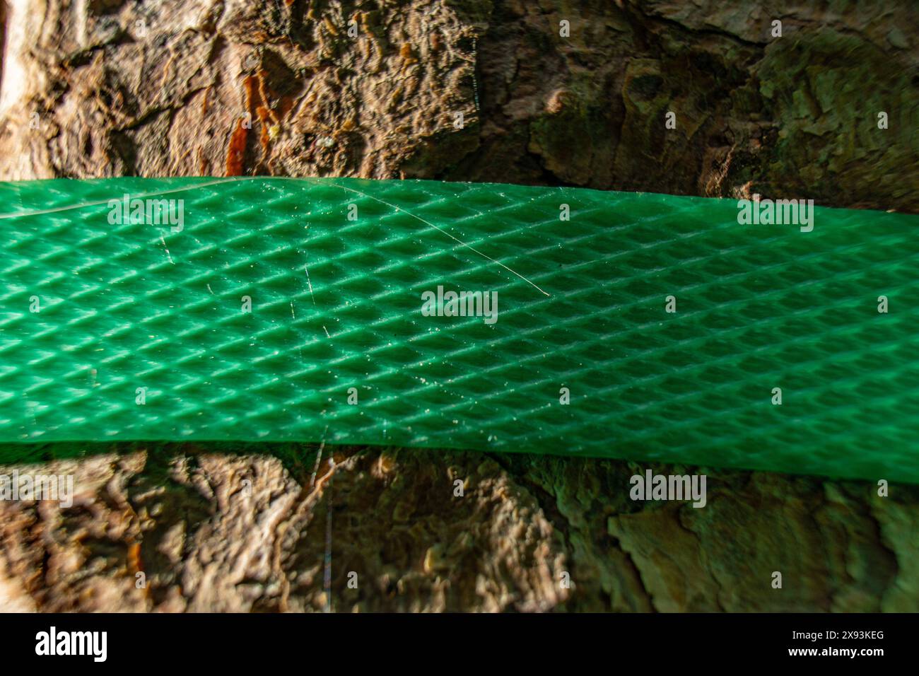 Plant close examination hi-res stock photography and images - Alamy