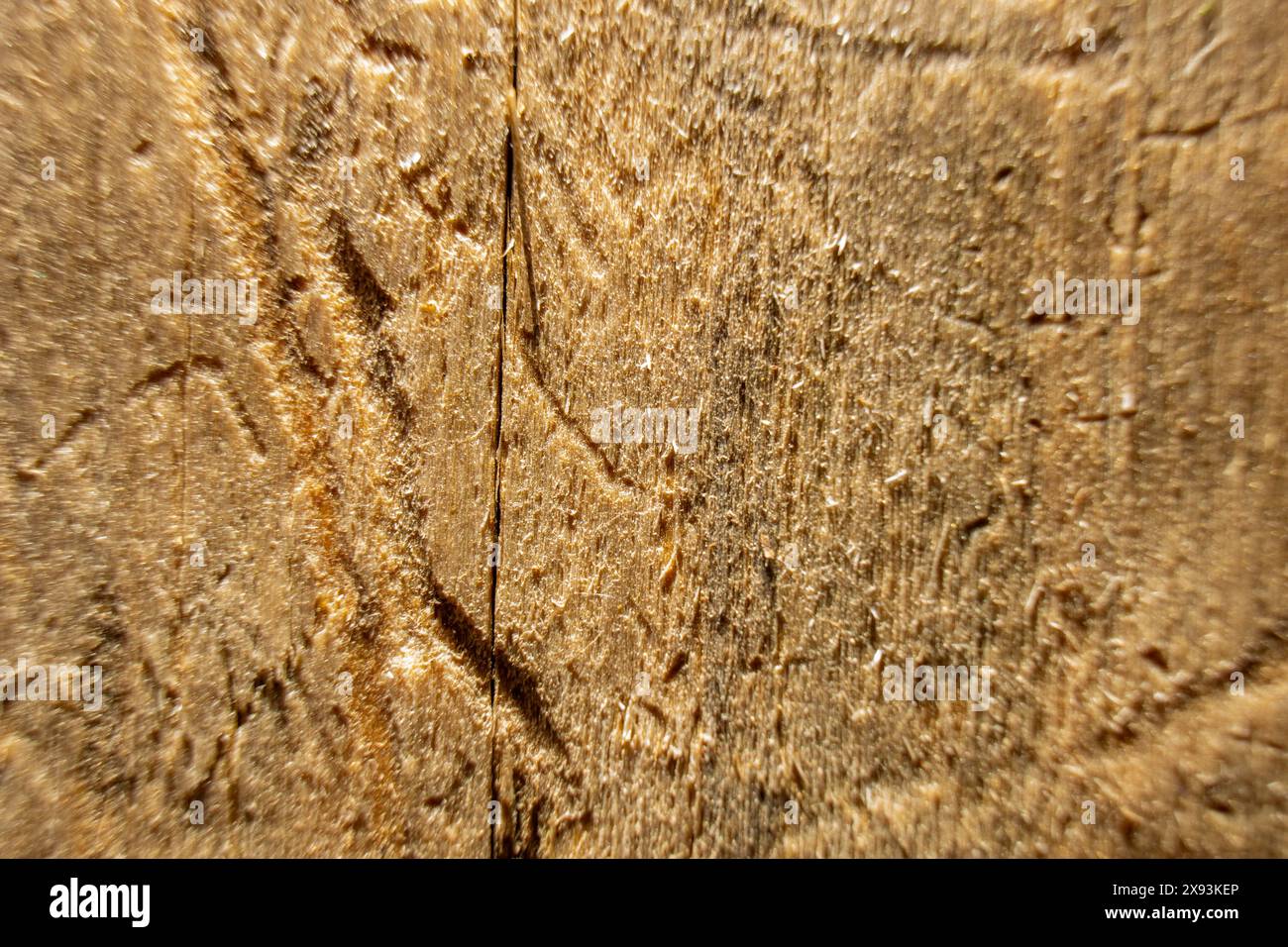 Detailed Wood Grain Texture Close Up Stock Photo - Alamy