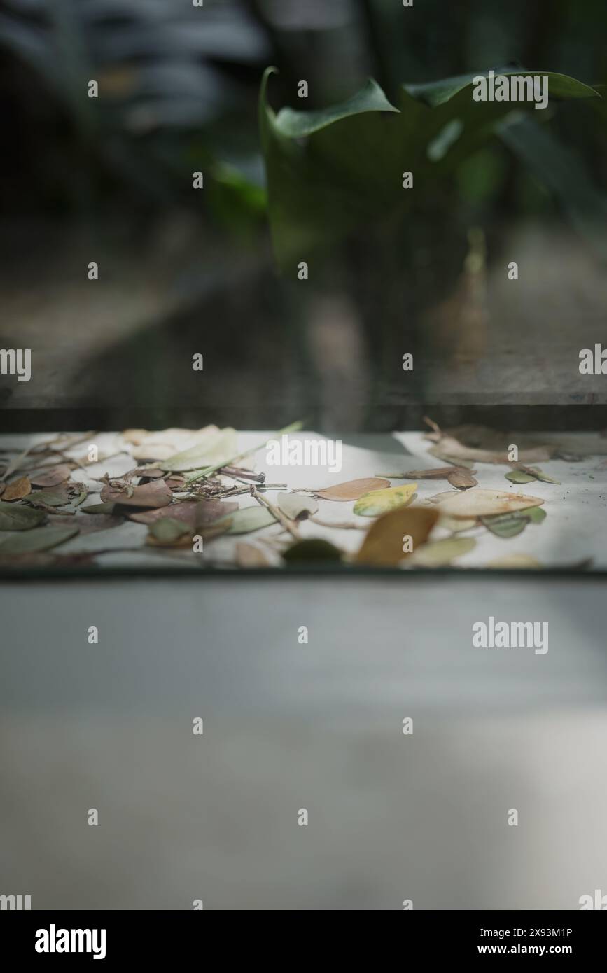 Fallen leaves dried plant by the mirror window interior aesthetics ...