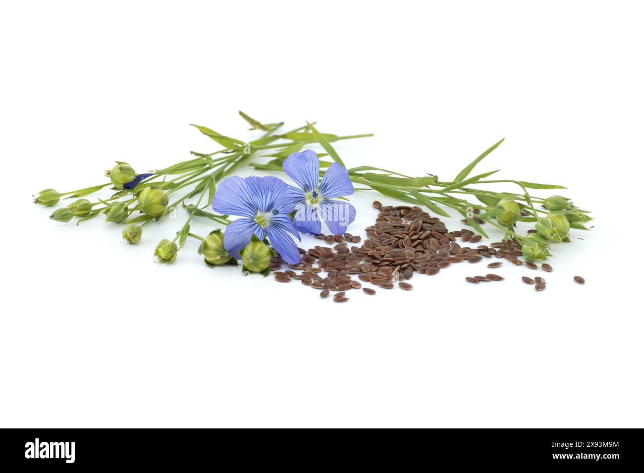 Blue flax blossom and seeds in close up isolated on white background ...