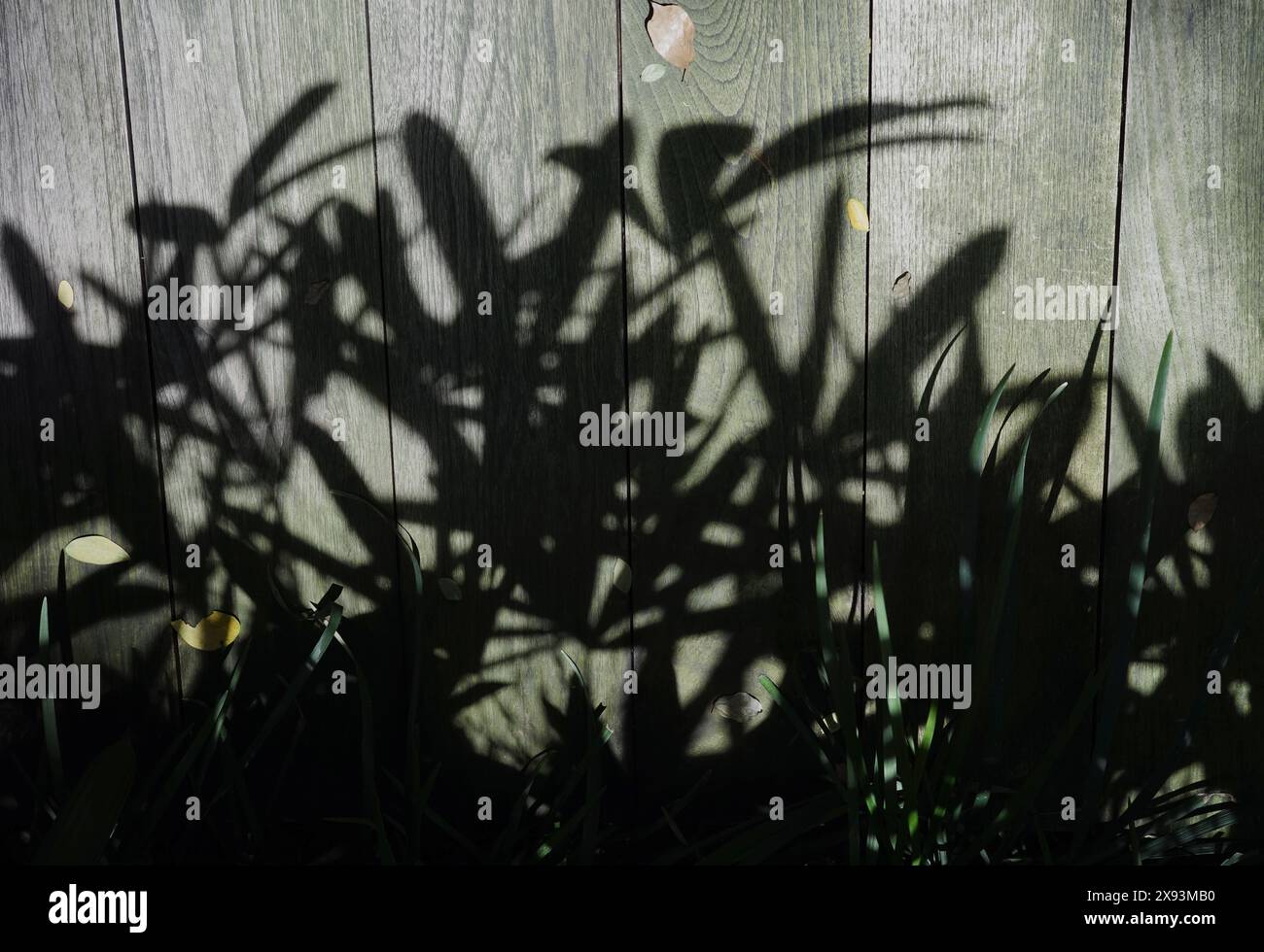 Shadow plant overlay against wooden footpath walkway design exterior ...