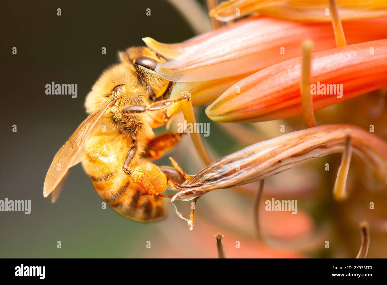 European honey bee also known as Apis mellifera Stock Photo - Alamy