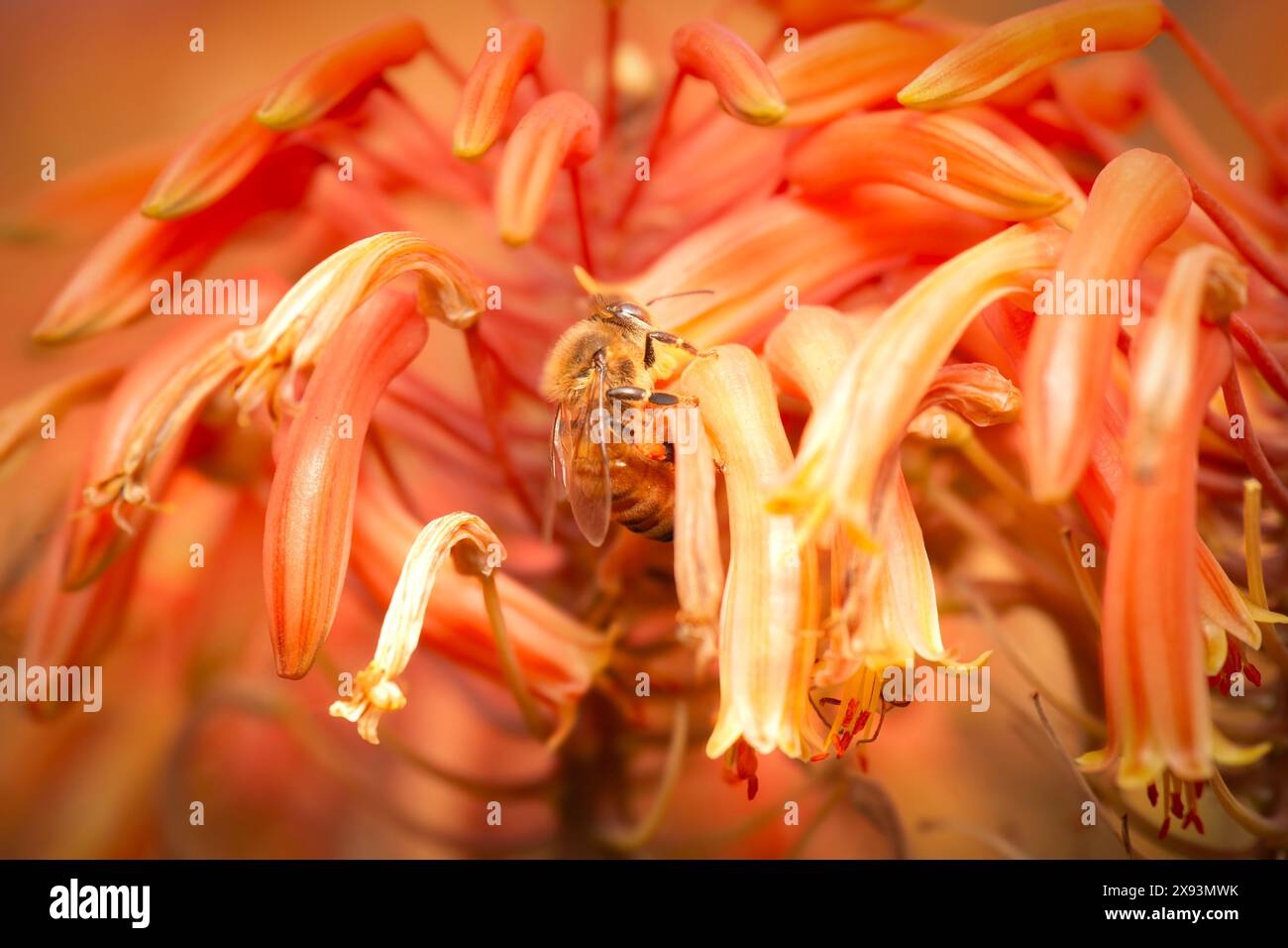 European honey bee also known as Apis mellifera Stock Photo - Alamy
