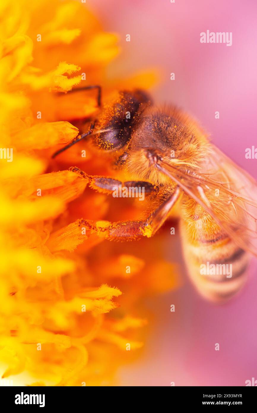 European honey bee also known as Apis mellifera Stock Photo - Alamy