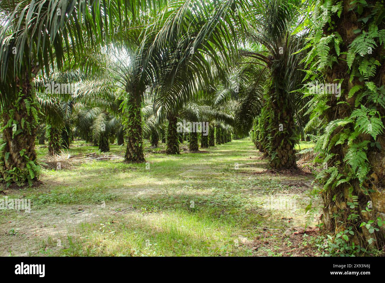 Oil palm plantations, neatly arranged oil palm trees, grow abundantly and become a large ...