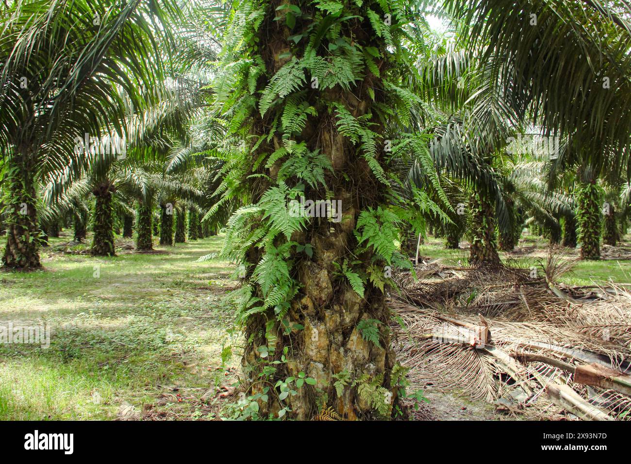 Oil palm plantations, neatly arranged oil palm trees, grow abundantly ...
