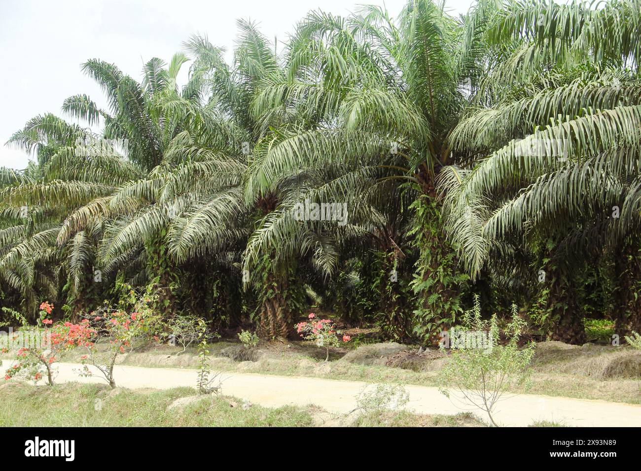 Oil palm plantations, neatly arranged oil palm trees, grow abundantly ...