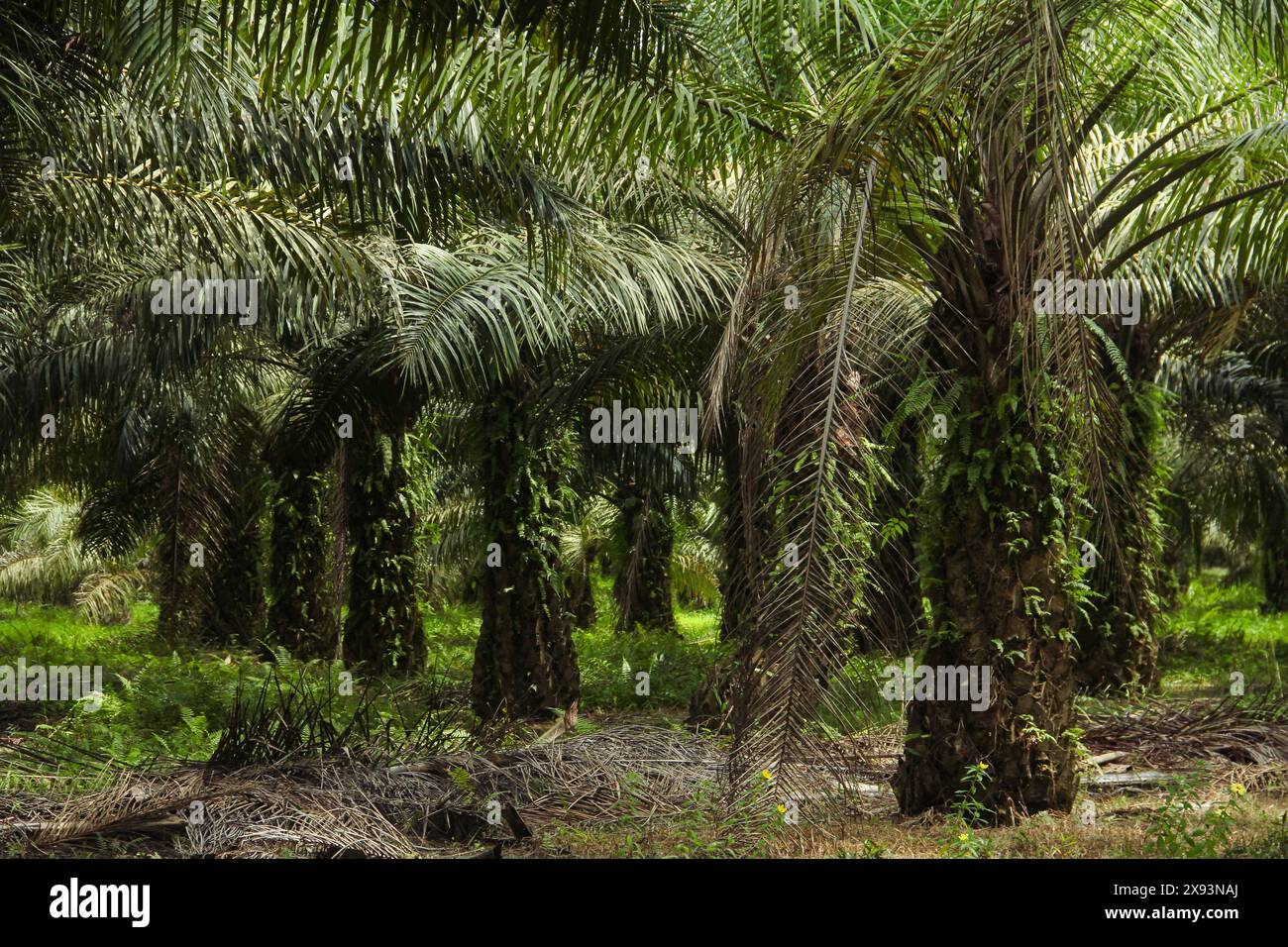 Oil palm plantations, neatly arranged oil palm trees, grow abundantly ...
