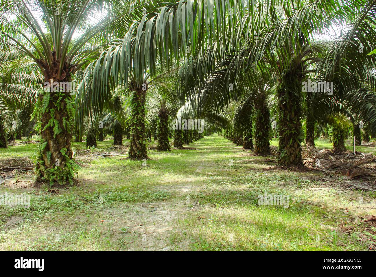 Oil palm plantations, neatly arranged oil palm trees, grow abundantly ...