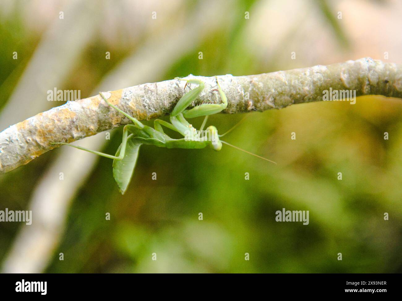 Green praying mantises on top of plants, where the animals wait for ...