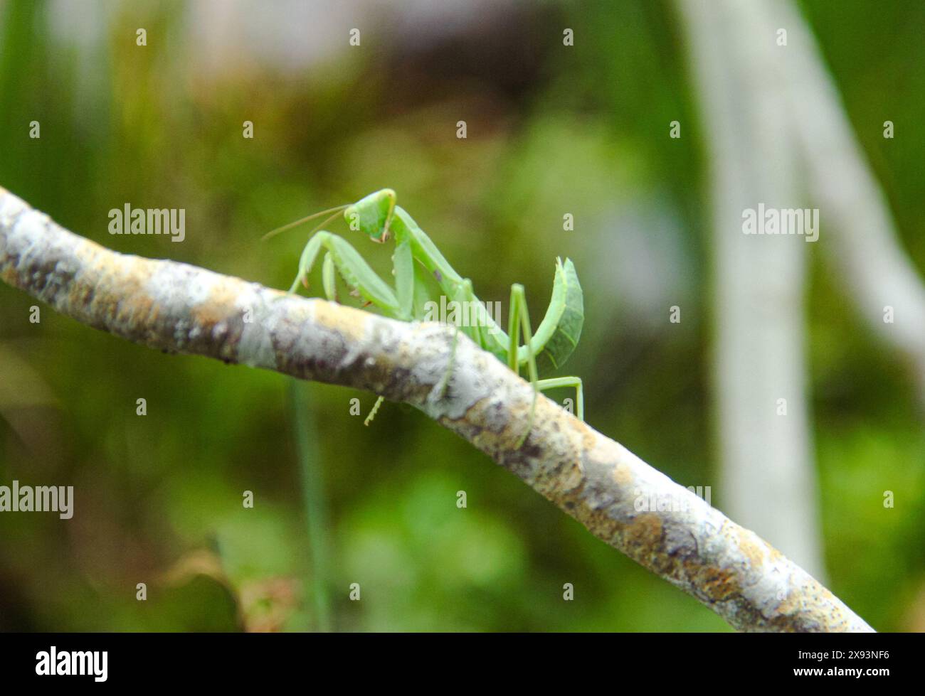 Green praying mantises on top of plants, where the animals wait for ...