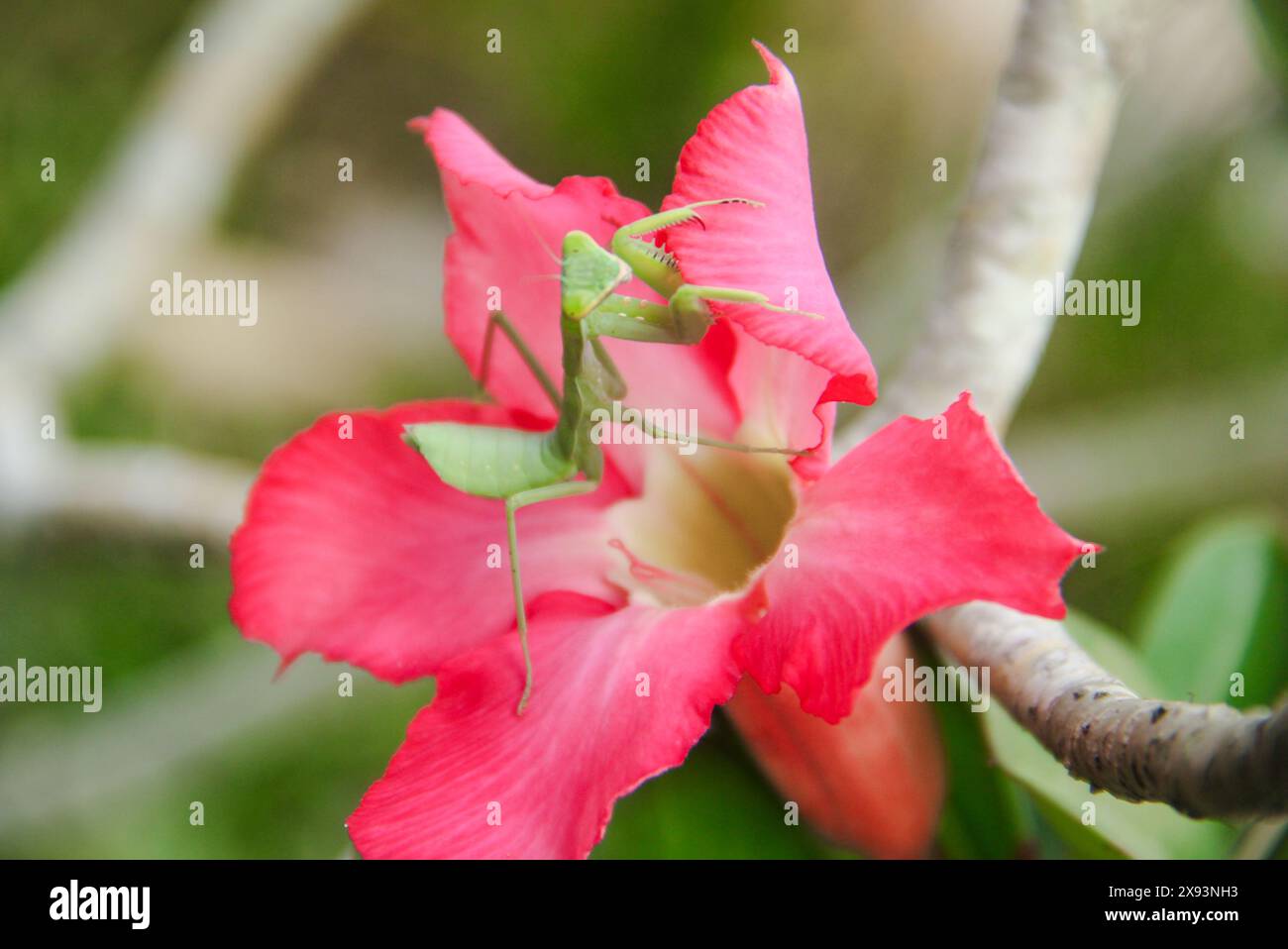 Green praying mantises on top of plants, where the animals wait for ...