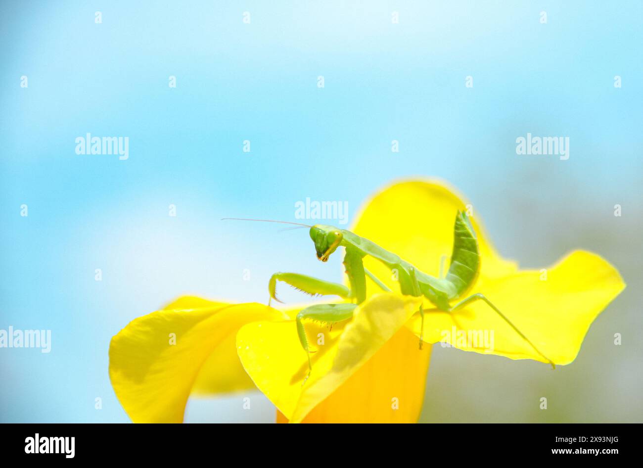 Green praying mantises on top of plants, where the animals wait for ...