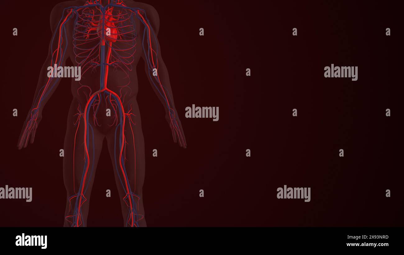 Peripheral nerve anatomy hi-res stock photography and images - Alamy
