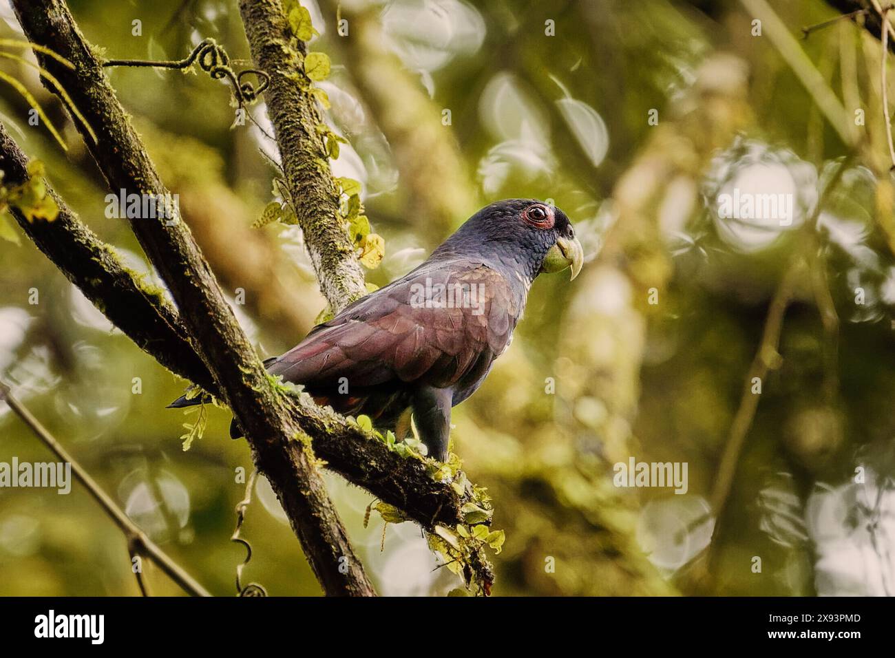 Close-up of a Bronze winged parrot Pionus chalcopterus. A parrot sits ...