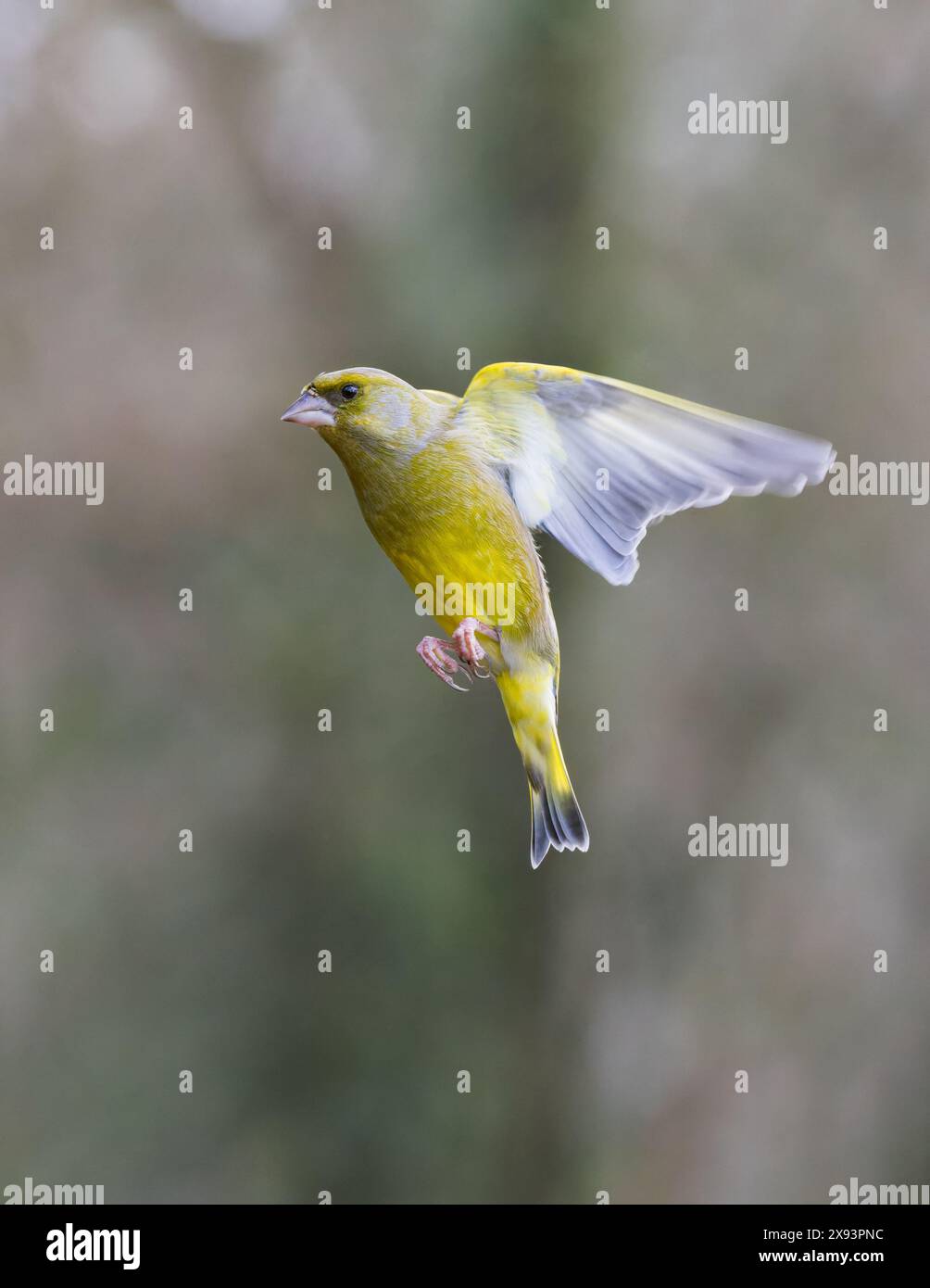 European Greenfinch [ Chloris chloris ] Male bird in flight Stock Photo ...