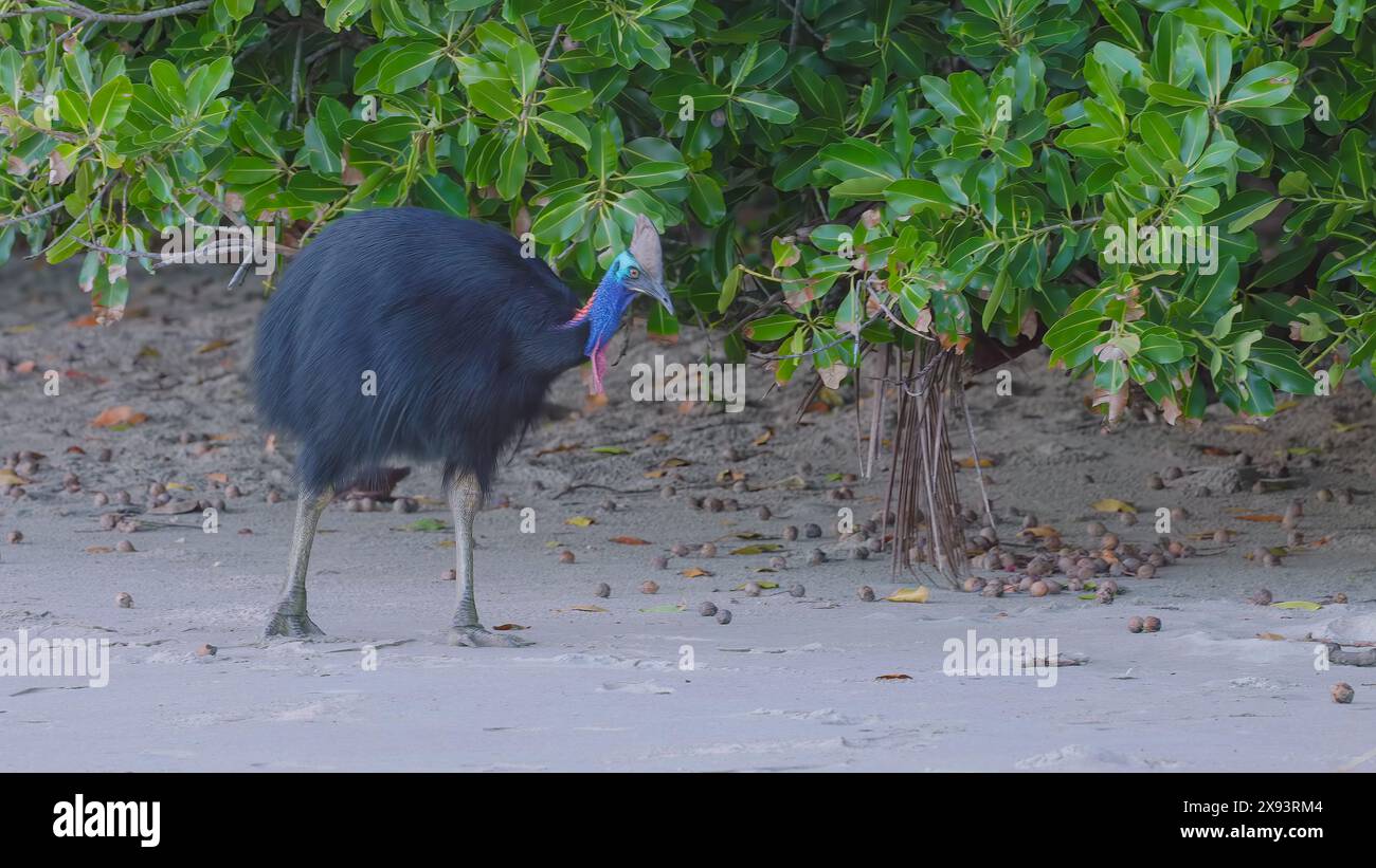 a southern cassowary walking along a beach at etty bay of queensland ...