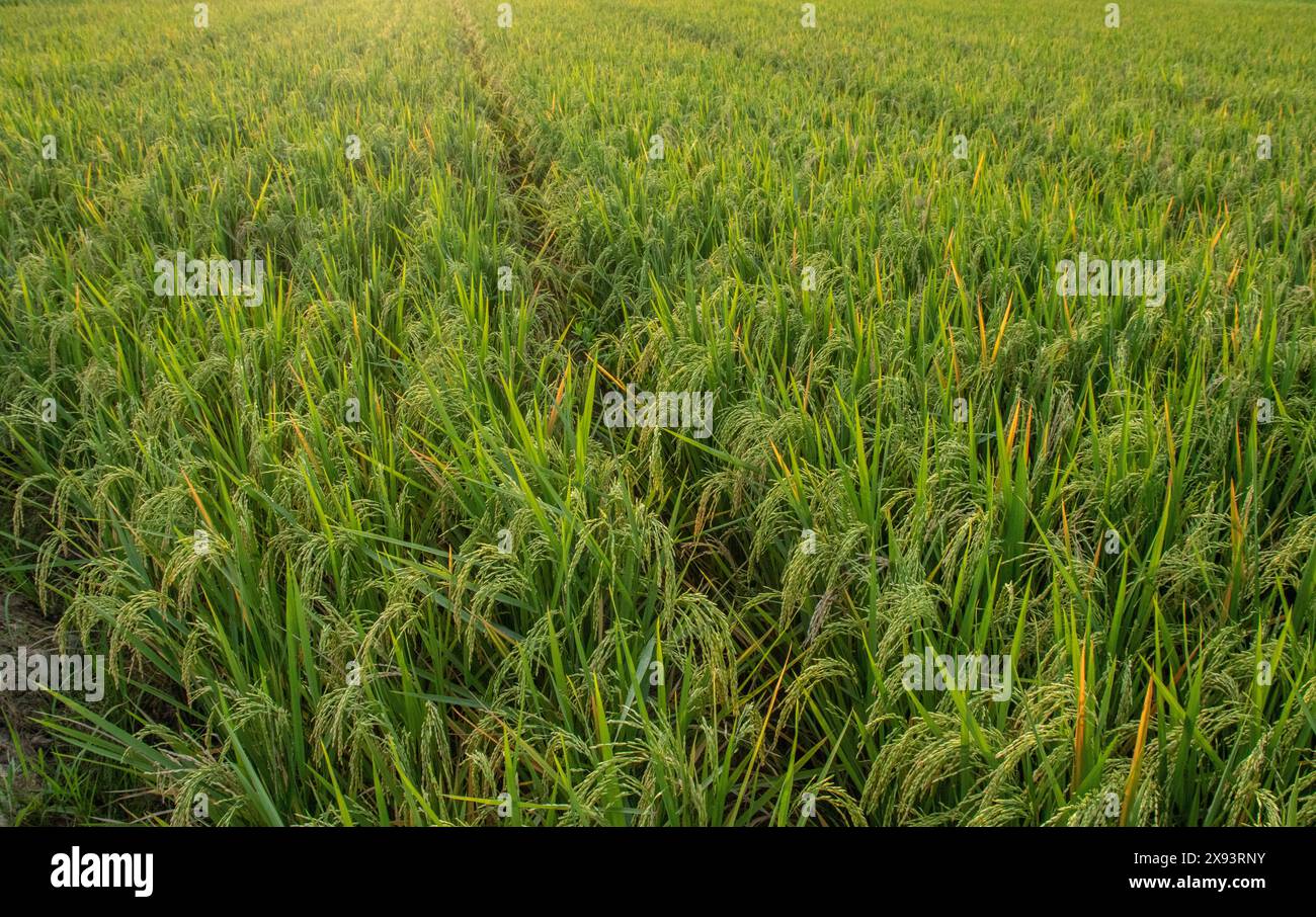 Beautiful rice fields yellow hi-res stock photography and images - Alamy