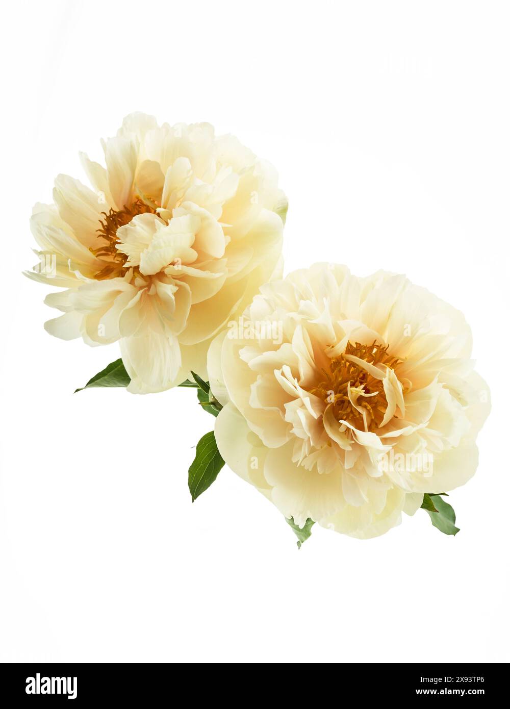 Elegant Cream Peonies Isolated on White Stock Photo - Alamy