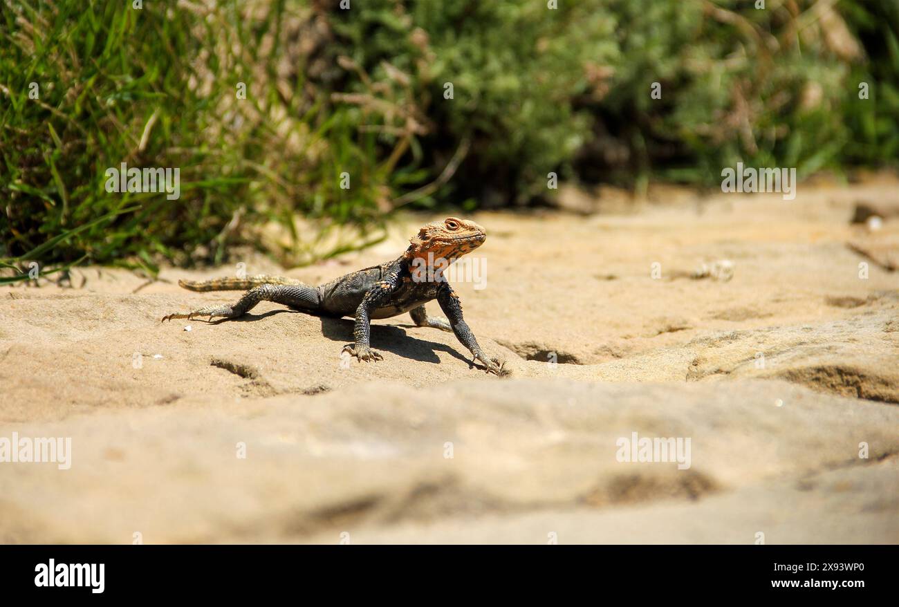 Lizard on the sand on beach. Light gray with orange color head. Asia ...