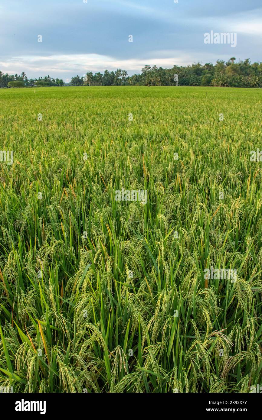 Beautiful Rice Fields in Aceh, Indonesia Stock Photo - Alamy