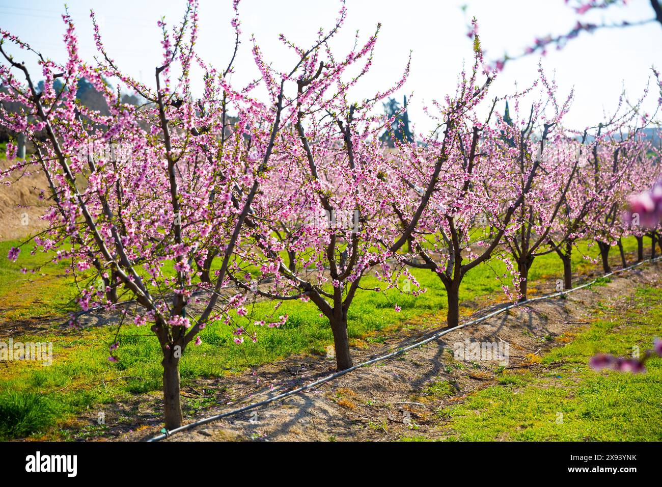 Blooming peach trees in early spring Stock Photo - Alamy