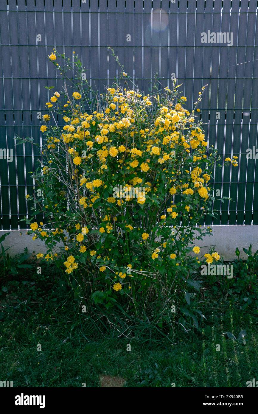 Japanese Kerria, kerria japonica Pleniflora. Bush during spring, fresh ...