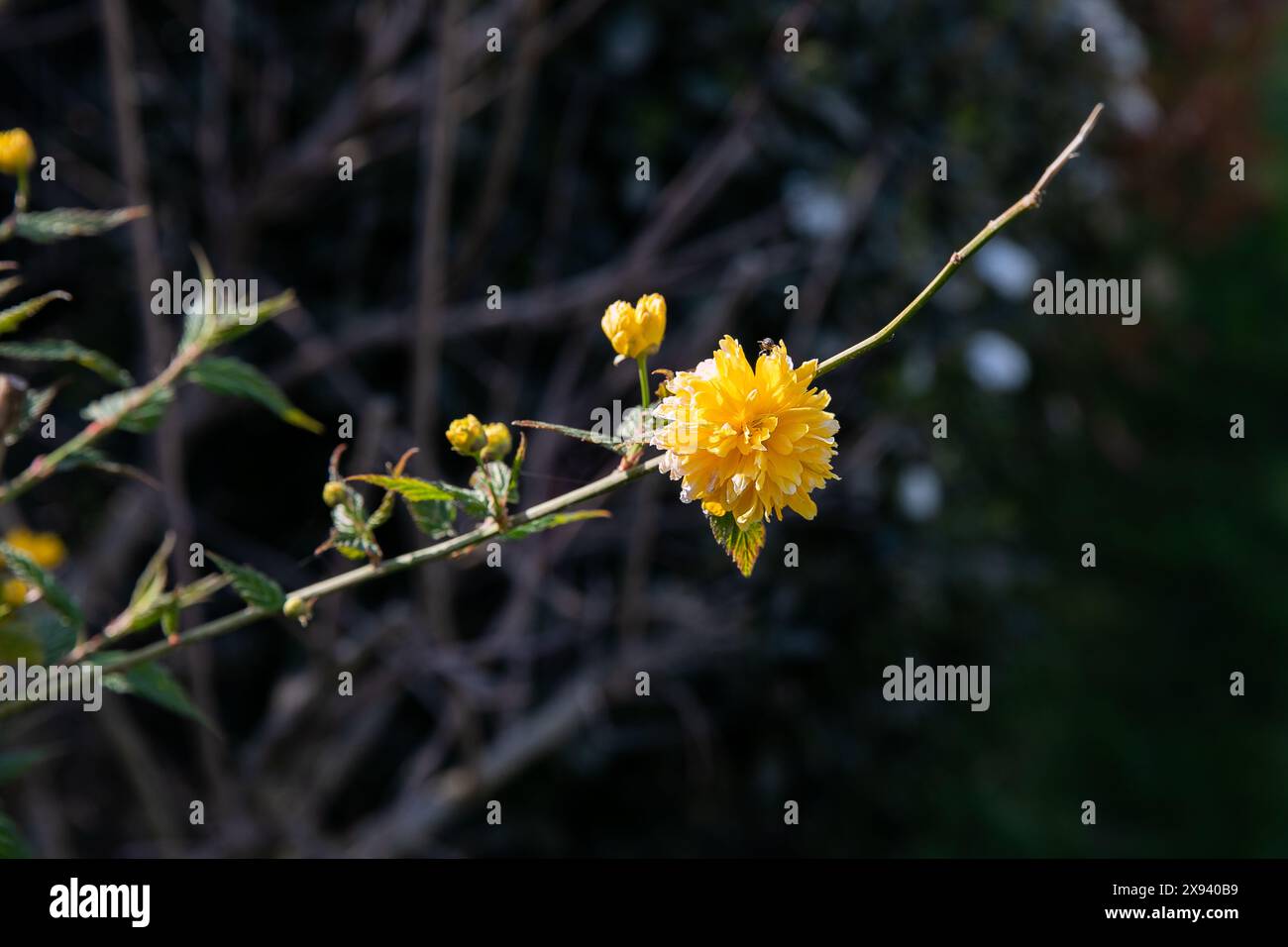 Japanese Kerria, kerria japonica Pleniflora. Bush during spring, fresh ...