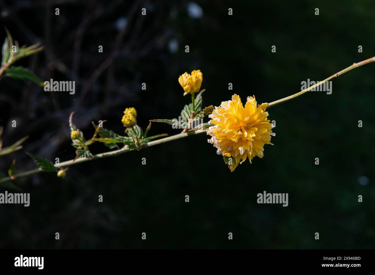 Japanese Kerria, kerria japonica Pleniflora. Bush during spring, fresh ...