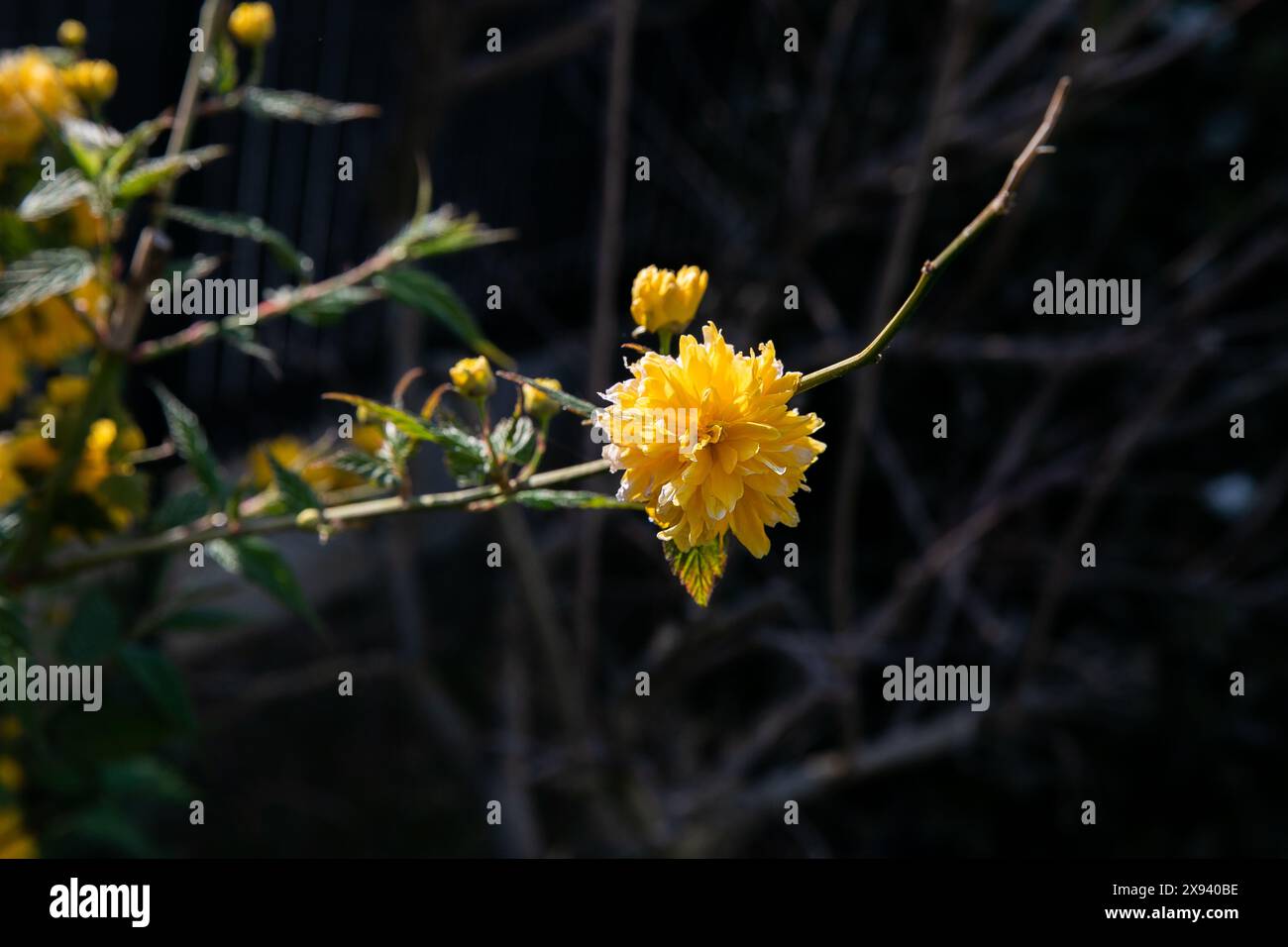 Japanese Kerria, kerria japonica Pleniflora. Bush during spring, fresh ...