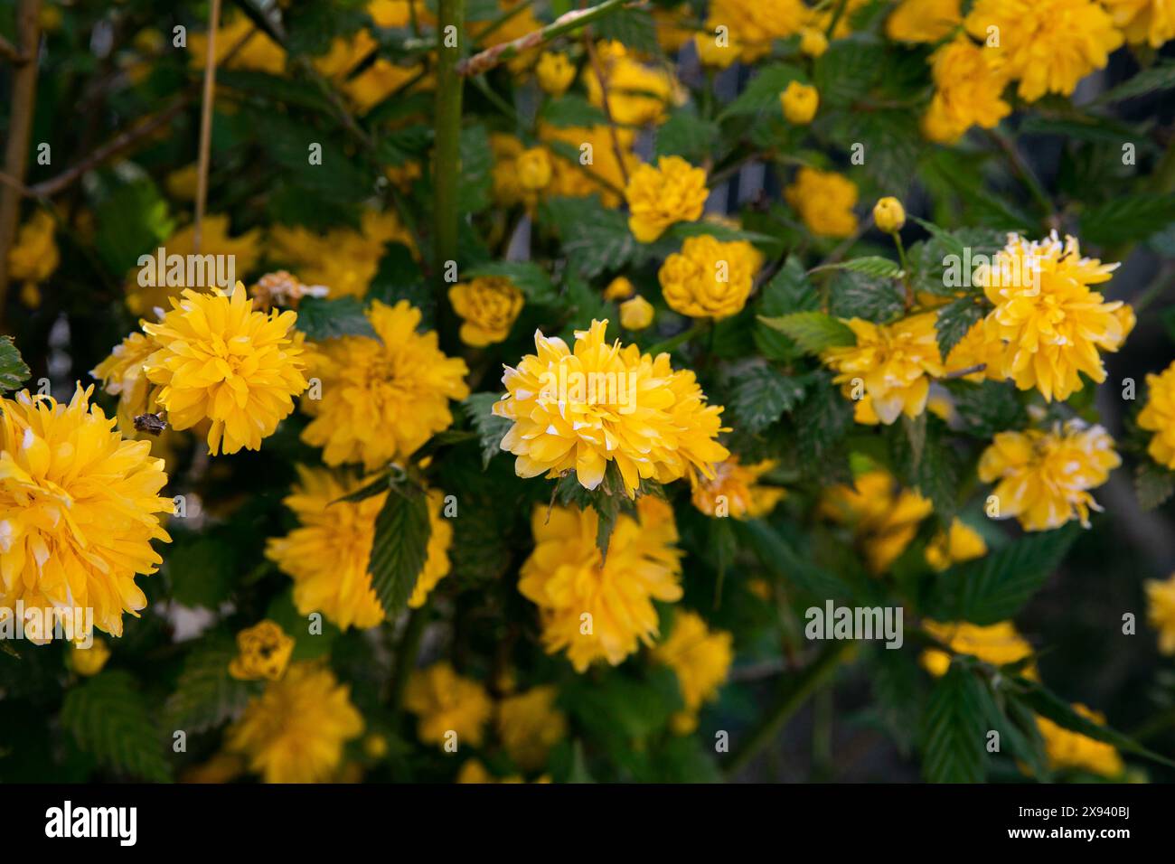 Japanese Kerria, kerria japonica Pleniflora. Bush during spring, fresh ...