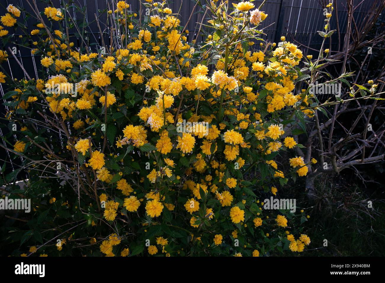Japanese Kerria, kerria japonica Pleniflora. Bush during spring, fresh ...