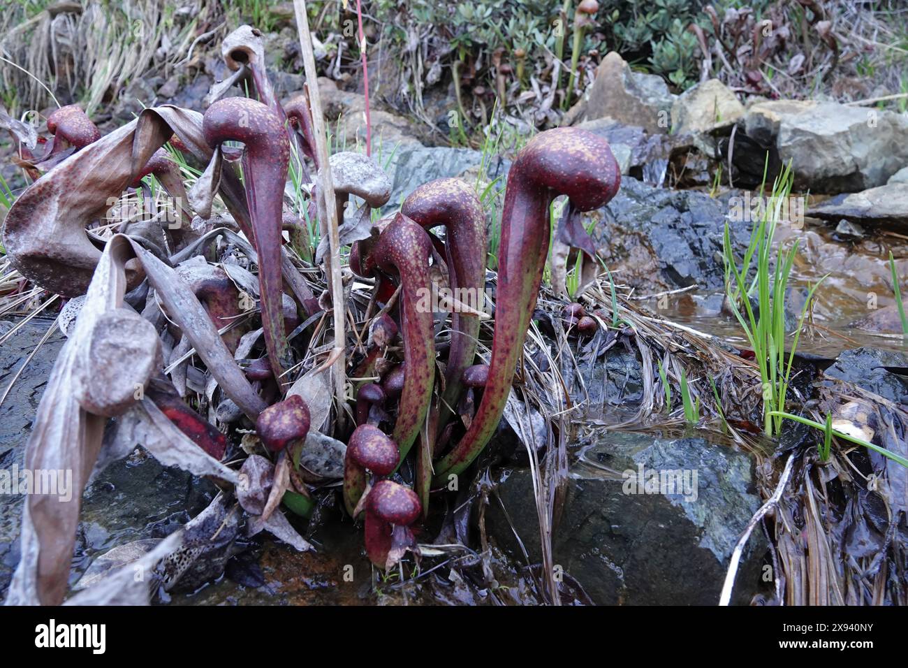 Natural closeup on the flower of the carnivorous native North-American ...