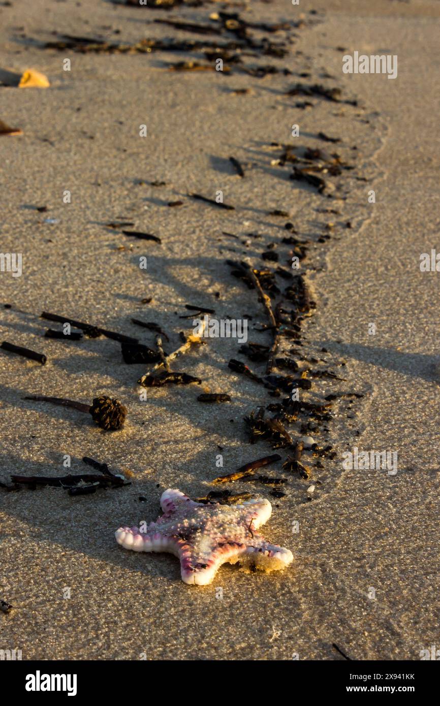 A small washed-up starfish at the tidal on a beach in Mozambique Stock ...
