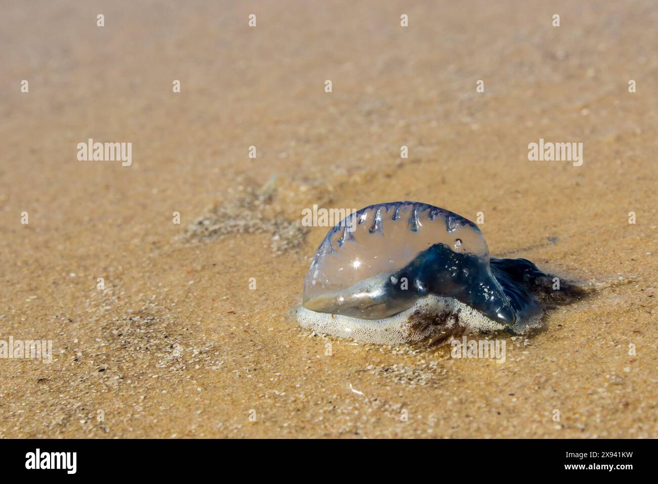 A blue bottle, (Physalia physalis) washed up on a beach in Mozambique ...