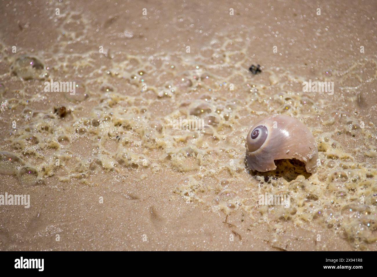 A broken seashell, surrounded by seafoam, on a sandy beach ...