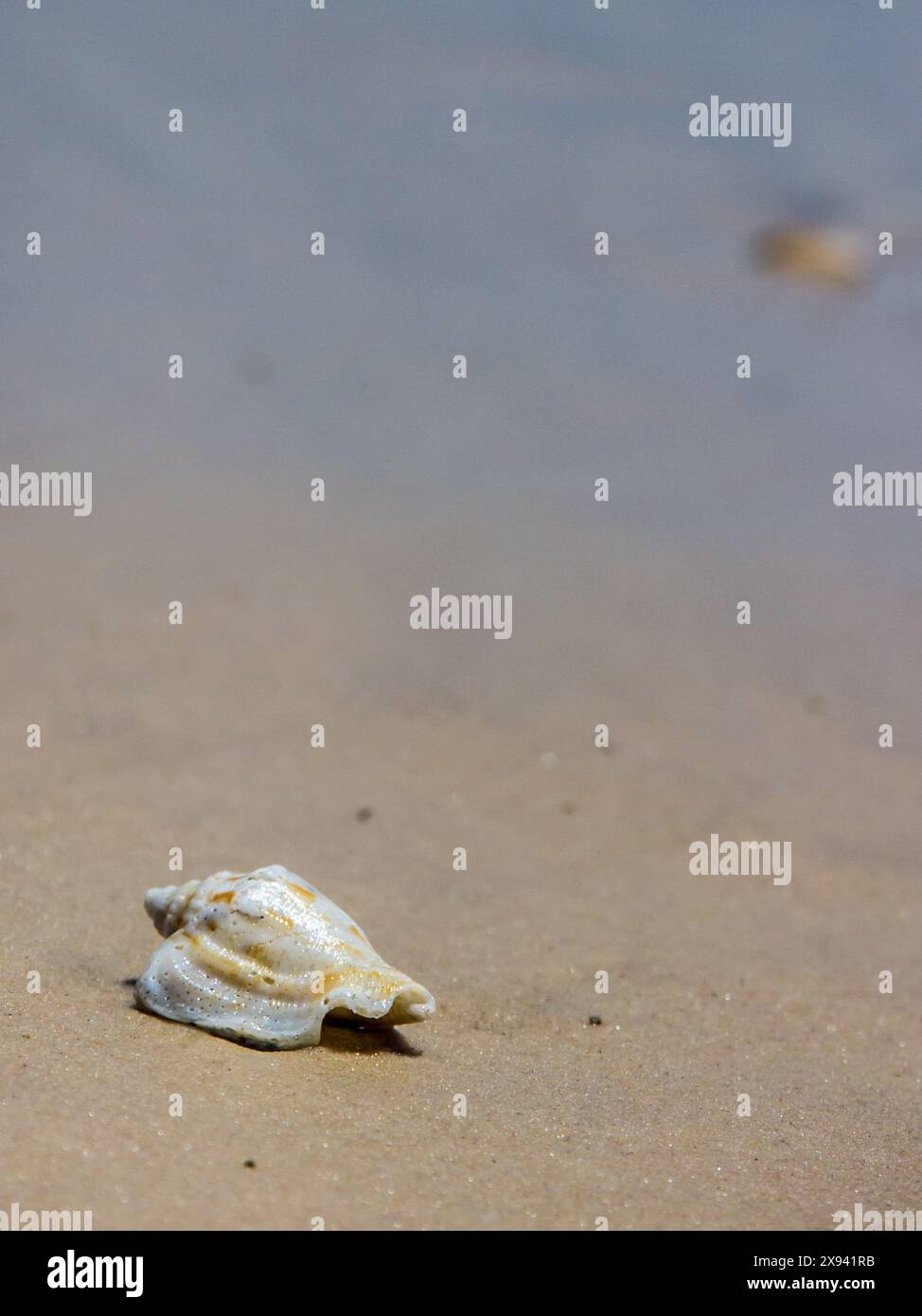 A small conical shell on a sandy beach Stock Photo - Alamy