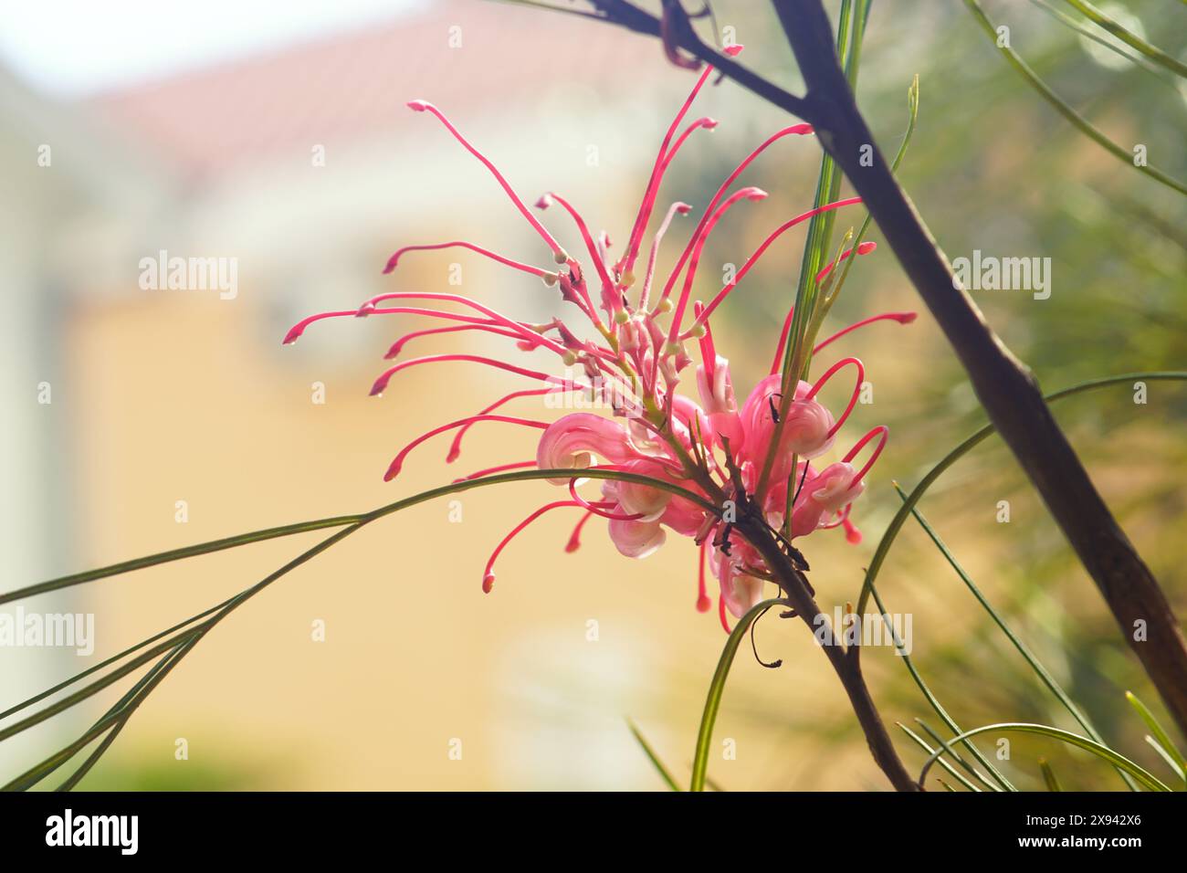 Close-up of Grevillea johnsonii during flowering. Unusual spider flower ...