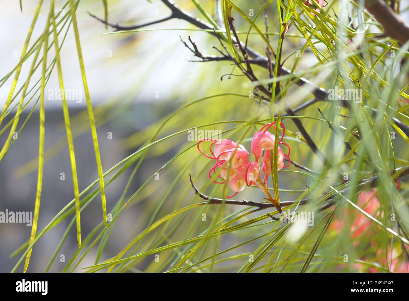 Branches of the Grevillea johnsonii plant during flowering. Spring in ...