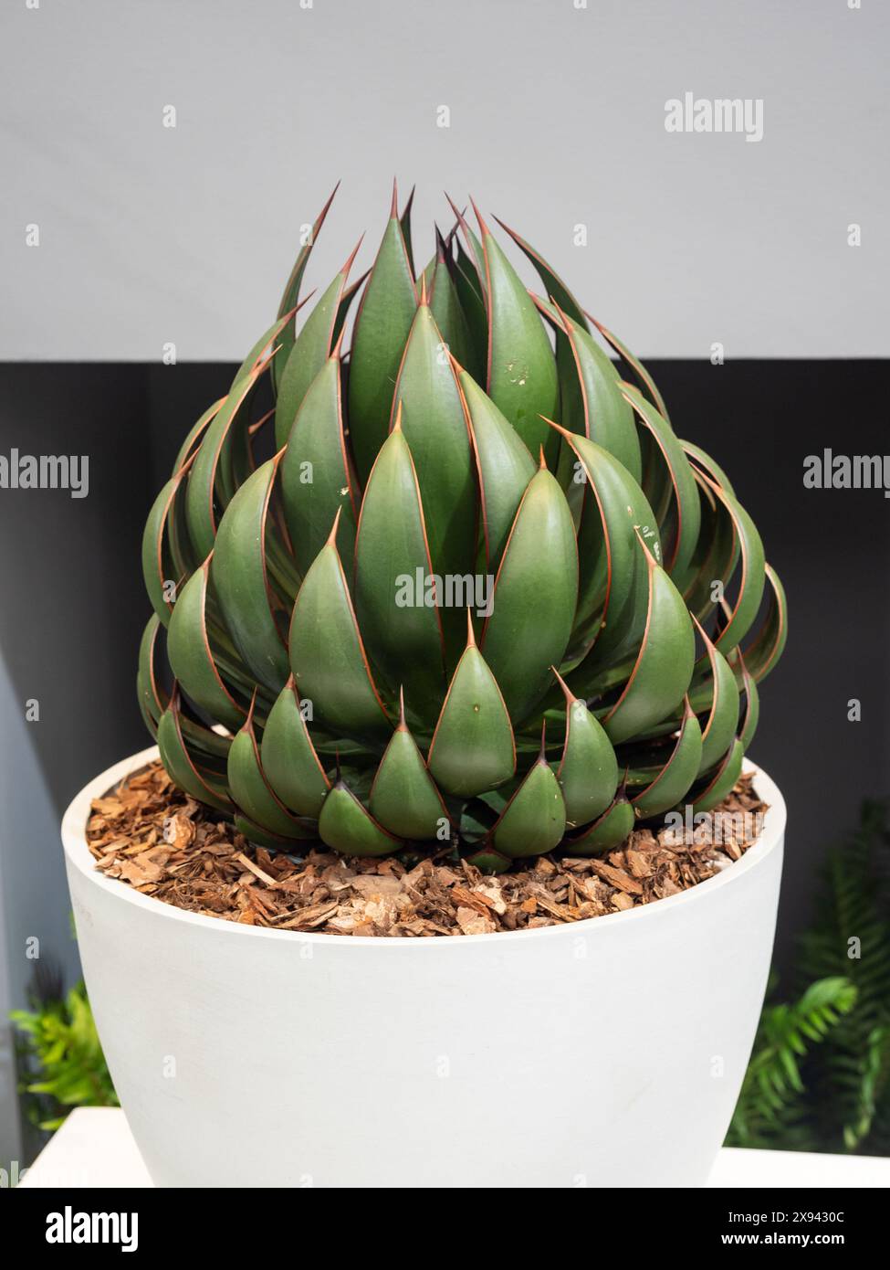 Agave 'Praying Hands' in a pot Stock Photo - Alamy